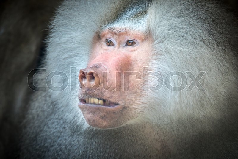 Hamadryas Baboon Teeth