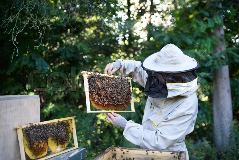 Portrait of man beekeeper holding ... | Stock image | Colourbox