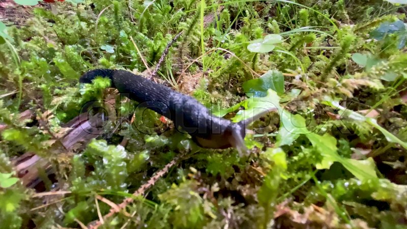 Slug moving in the forest, slow motion. | Stock video | Colourbox