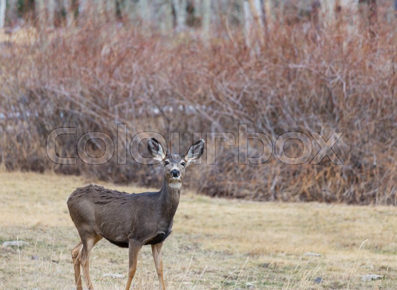 Deer in green meadow, USA | Stock image | Colourbox