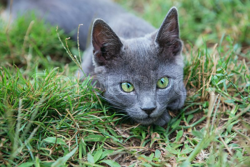 Russian Blue Cat With Green Eyes Outside