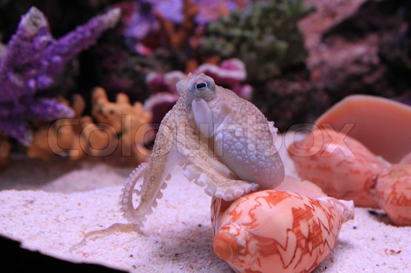 Tiny Squid at Ocean World, BKK | Stock image | Colourbox