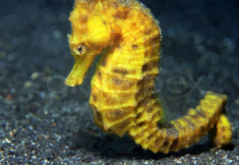 Gemeinsame Seepferdchen | Stock Bild | Colourbox