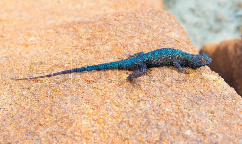 Desert Spiny Lizards