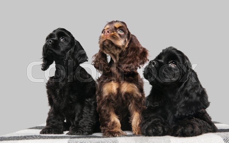 Grey American Cocker Spaniel Puppies