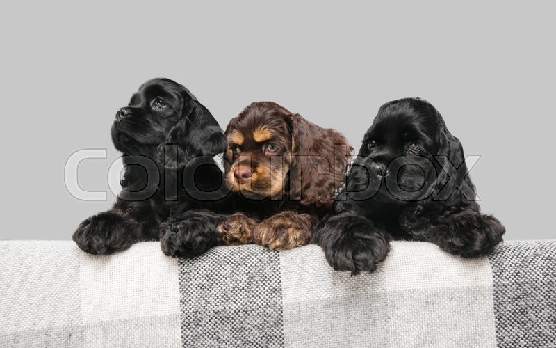 Grey American Cocker Spaniel Puppies