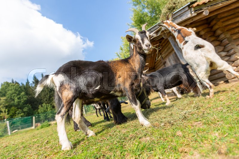 Portrait of a goat at a farm | Stock image | Colourbox