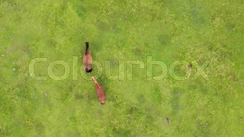 Aerial view of Horses grazing in the ... | Stock video | Colourbox