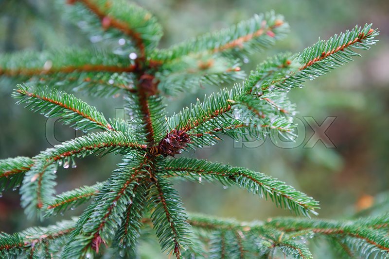 Spruce Tree Needles