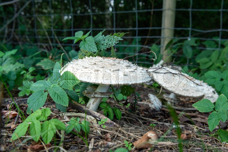 To hvide svampe i rabatten | Stock foto | Colourbox