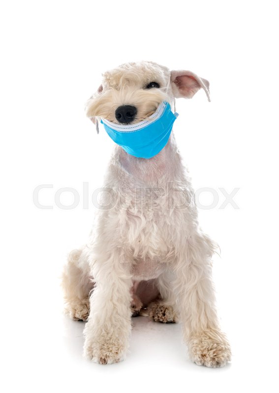 Miniature schnauzer and mask in front ... | Stock image | Colourbox