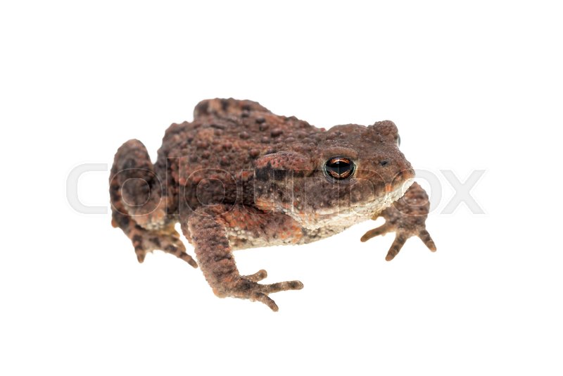 Small common european toad facing right ... | Stock image | Colourbox