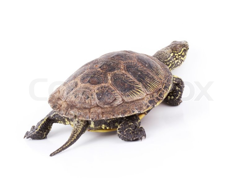 Turtle isolated | Stock Photo | Colourbox