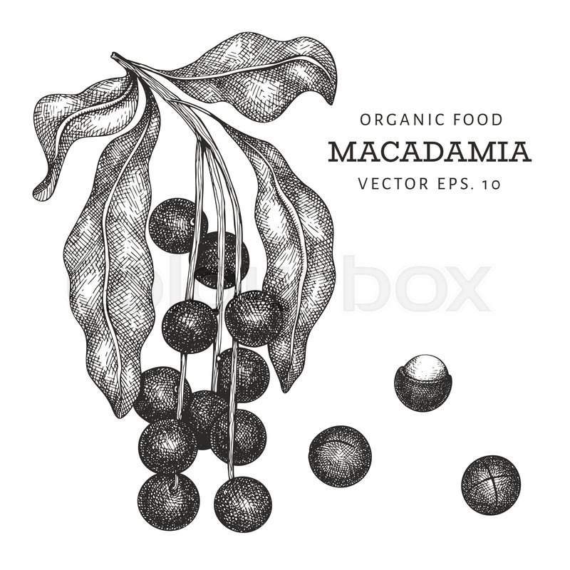 Macadamia Nut Tree Illustration