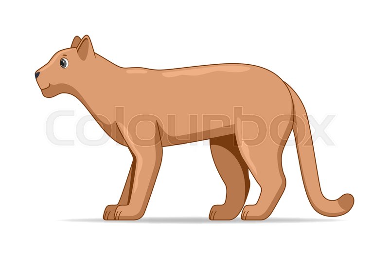 Puma standing on a white background. ... | Stock vector | Colourbox