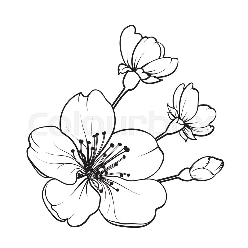Black And White Cherry Blossom Clip Art