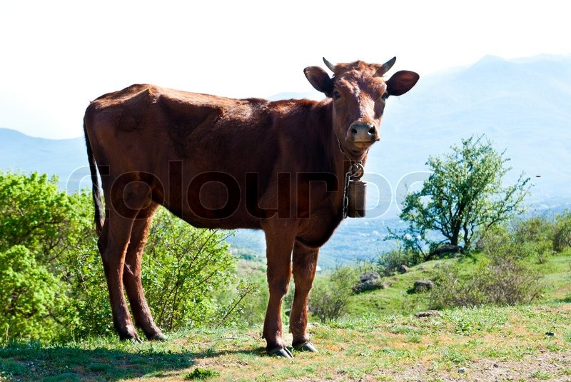 Young bull | Stock image | Colourbox