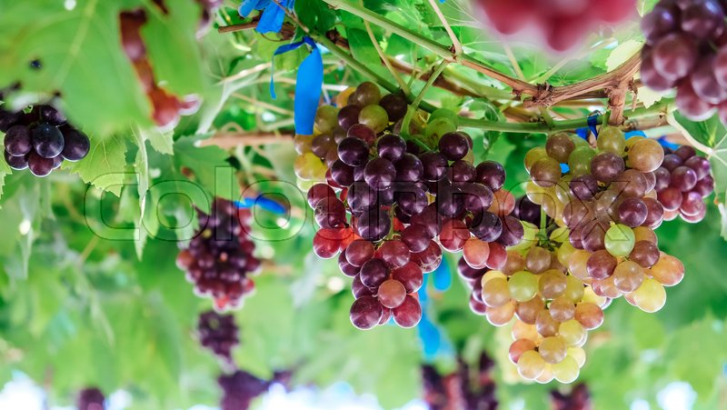 Image of Ripe grapes ready for ... | Stock image | Colourbox