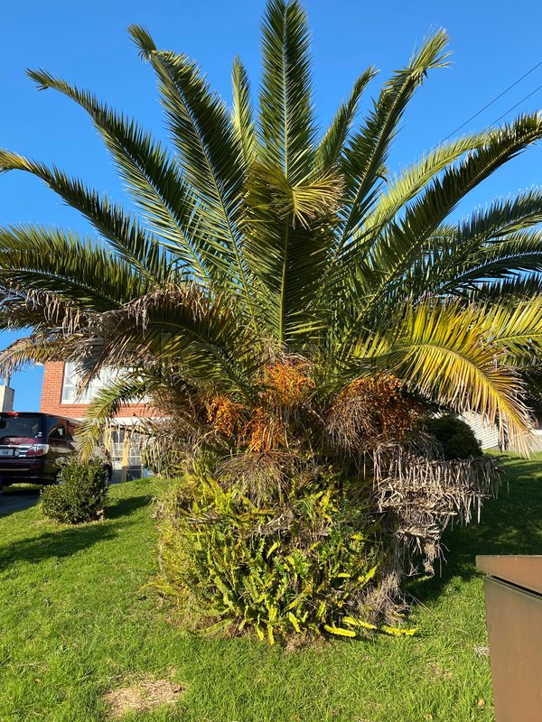 Canary Date Palm