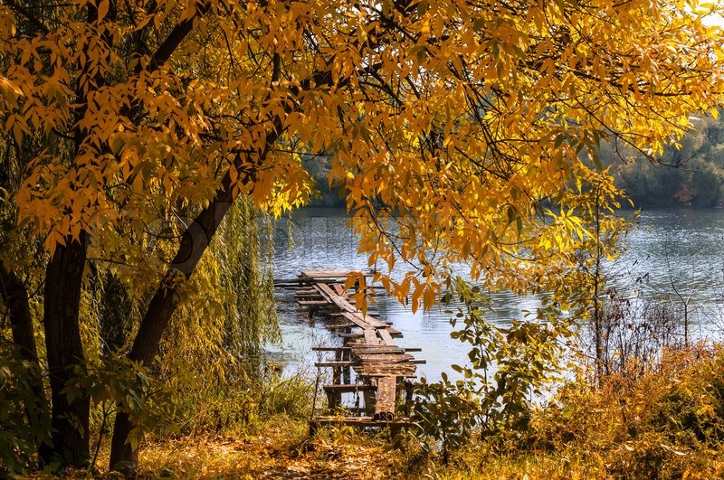 Tree with yellowing leaves in the ... | Stock image | Colourbox