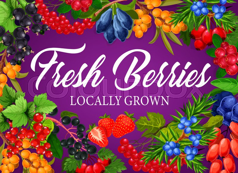 Berry fruits poster of raspberry, ... | Stock vector | Colourbox