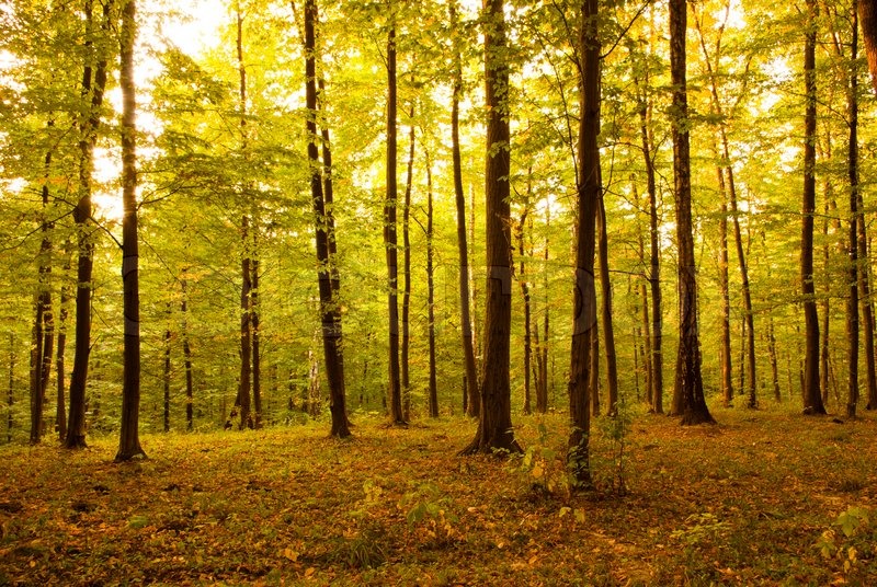 Forest | Stock Photo | Colourbox