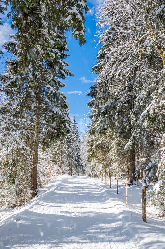 Beautiful Winter Day