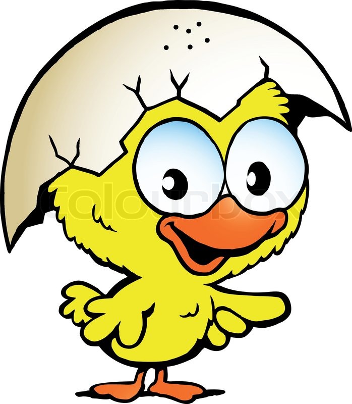 Funny Baby Chicken Pictures
