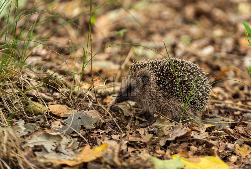 Young hedgehog in the wild, in a forest ... | Stock image | Colourbox