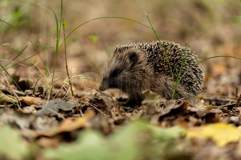 Young hedgehog in the wild, in a forest ... | Stock image | Colourbox