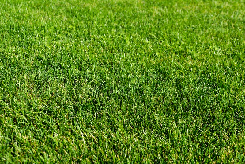 Grass Field Ground View