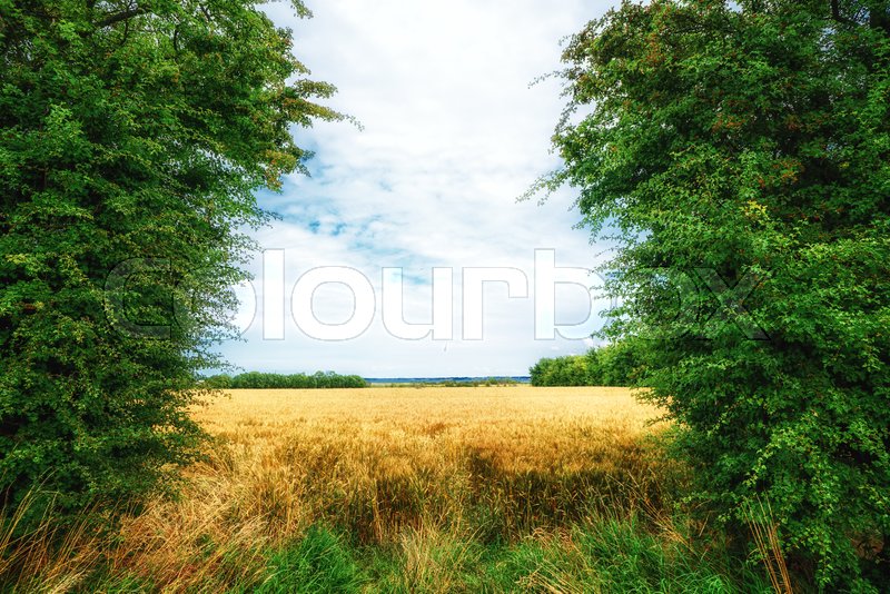 Golden field surrounded by green trees ... | Stock image | Colourbox