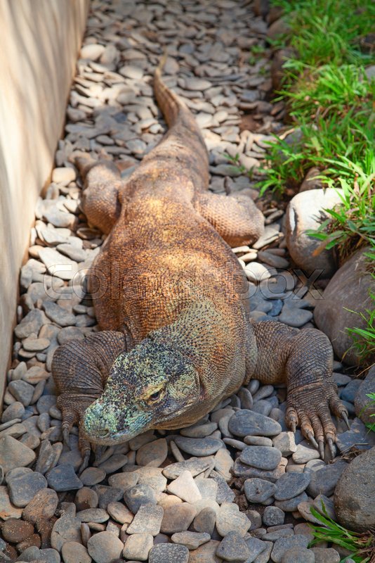 Famous Komodo dragon - world largest ... | Stock image | Colourbox