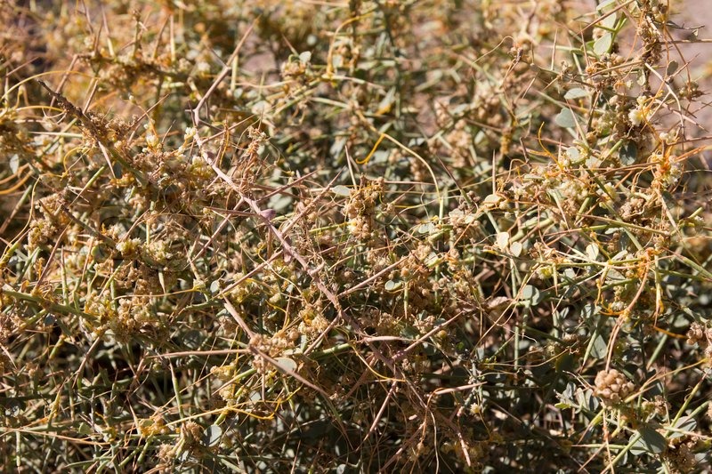 Thorn steppe | Stock image | Colourbox