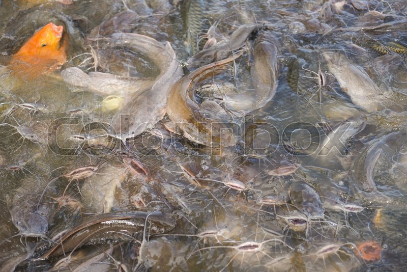 Inland Fish Farming