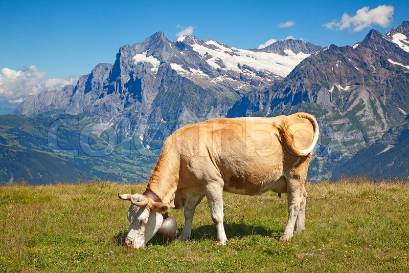 Cows in the swiss alps | Stock image | Colourbox