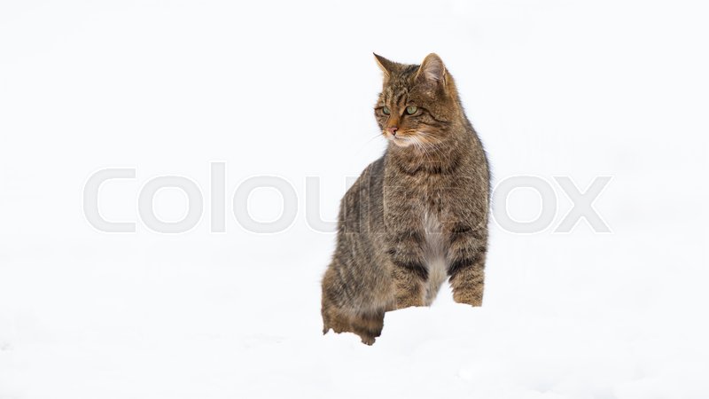 Standing Cat Snow