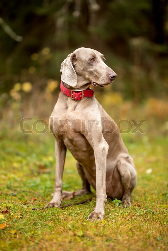 Weimaraner Hunting