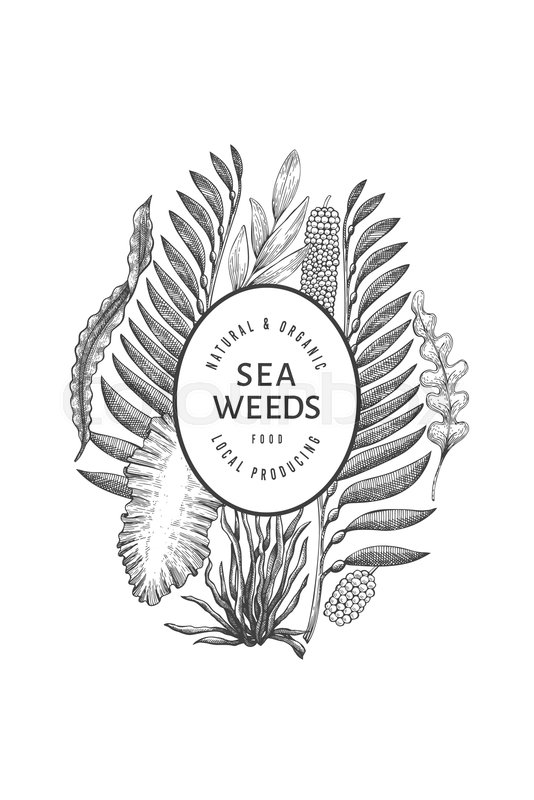 Seaweed Design