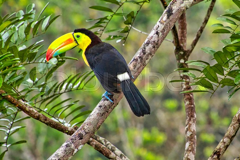 Tropical Rainforest Toucan