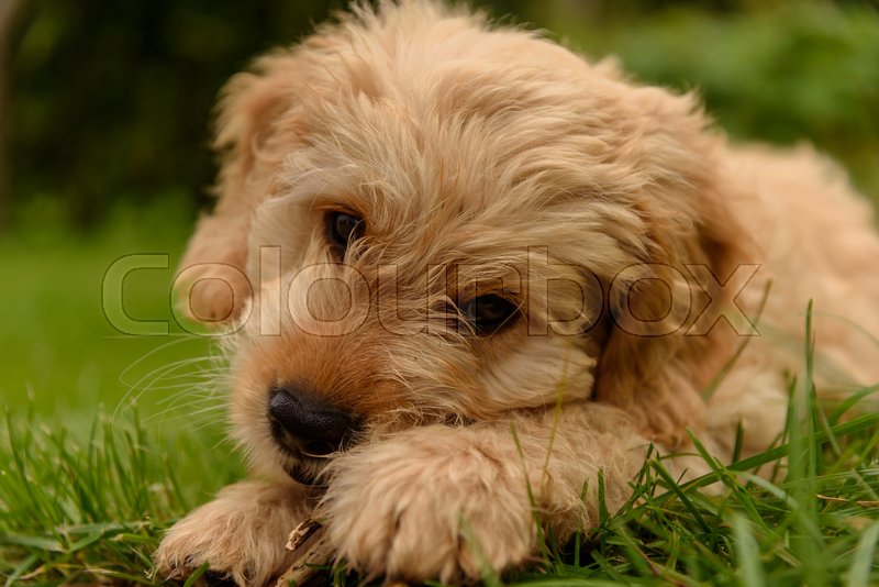 En sød og nuttet hundehvalp er et ... | Stock foto | Colourbox