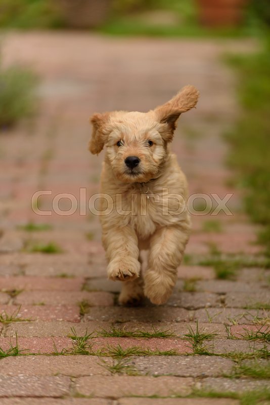 En sød og nuttet hundehvalp er et ... | Stock foto | Colourbox