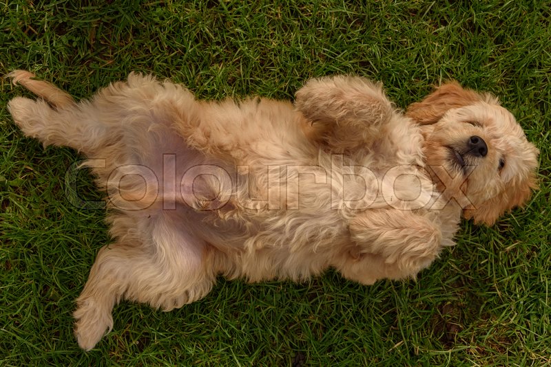 En sød og nuttet hundehvalp er et ... | Stock foto | Colourbox