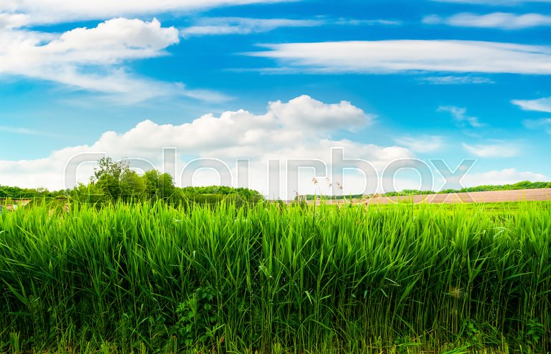 Field of green reeds and perfect sky | Stock image | Colourbox
