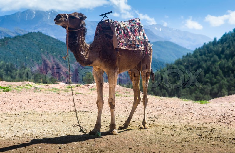 Camel with a beautifully colored ... | Stock image | Colourbox