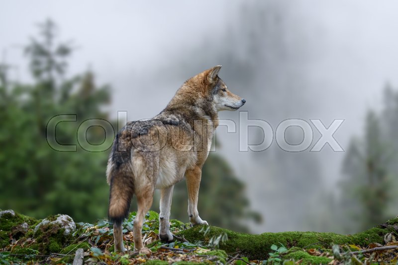 Red Wolf Hunting