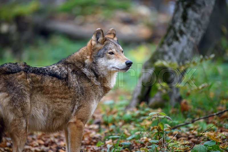 Close up wolf in autumn forest ... | Stock image | Colourbox