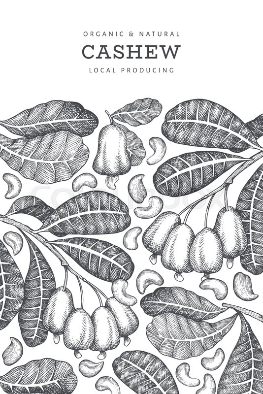 Cashew Illustration