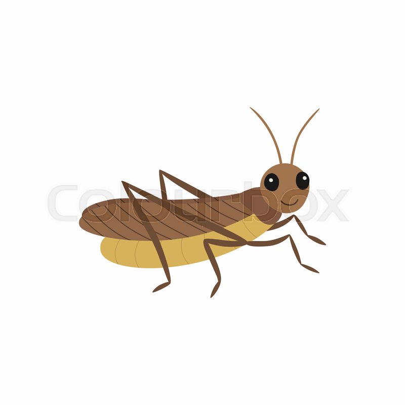 Locust. Vector illustration isolated ... | Stock vector | Colourbox