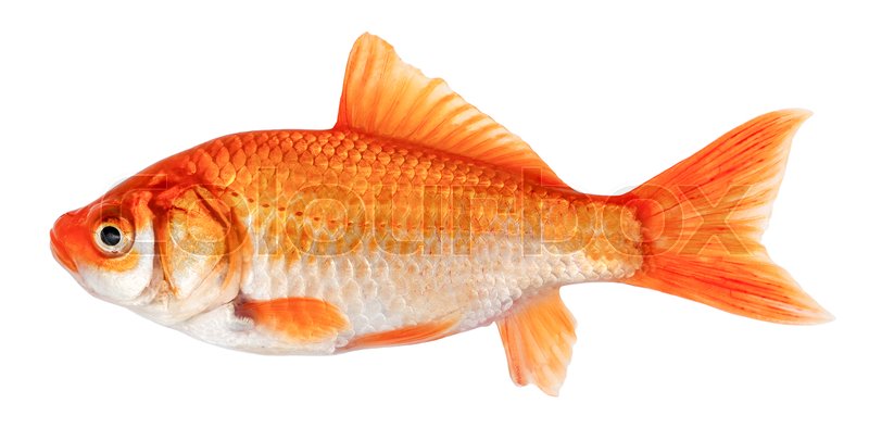 Goldfish isolated on white background. ... | Stock image | Colourbox